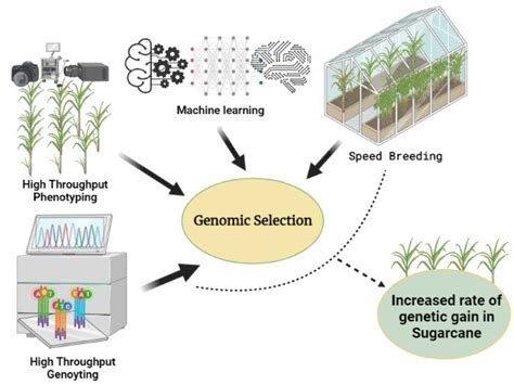 Plants Free Full Text Integrated Approach In Genomic Selection To Accelerate Genetic Gain In