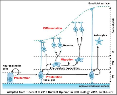 Neurodevelopmental Processes In The Cortex Graphic Shows Download