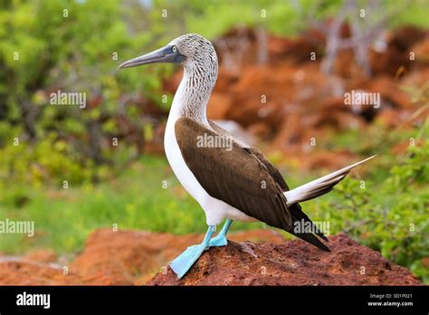 Blue Footed Booby Sula Nebouxii On North Seymour Island Galapagos
