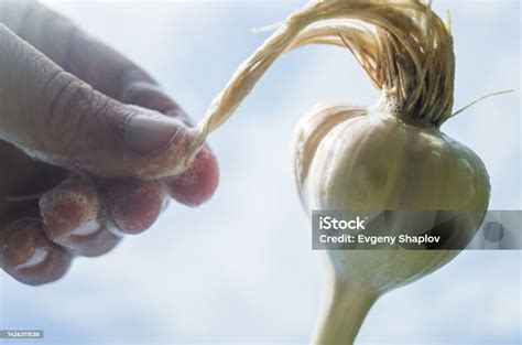 머리에 비눗물 거품이 많은 머리카락 긴 머리카락을 가진 인간의 머리 형태의 마늘 샴푸 및 헤어 케어 제품 광고 배너 개념 개념에 대한 스톡 사진 및 기타 이미지 Istock