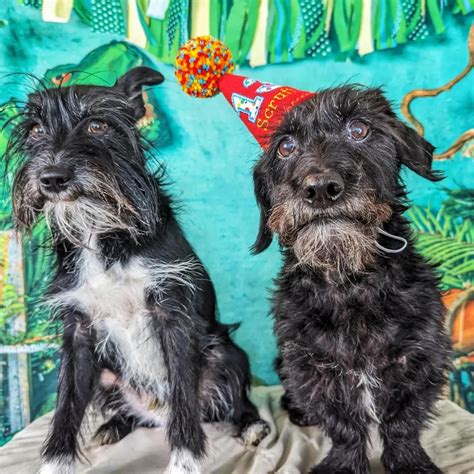 Birthday Boy Scrolller