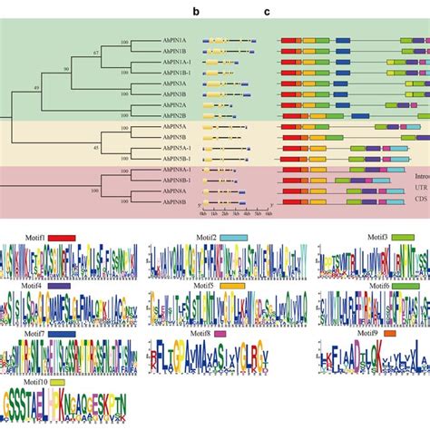 Gene Structure And Motif Analysis Of Ahpins A Evolutionary Tree Of