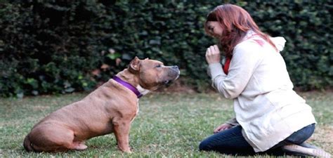 İtaatkar Bir Pitbull Nasıl Eğitilir