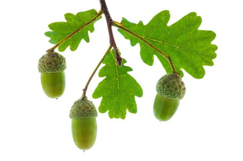 「eichenblatt」の写真素材 2 116件の無料イラスト画像 Adobe Stock