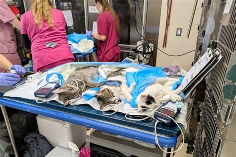 Community Cat Spayneuter Clinics Cornell University College Of
