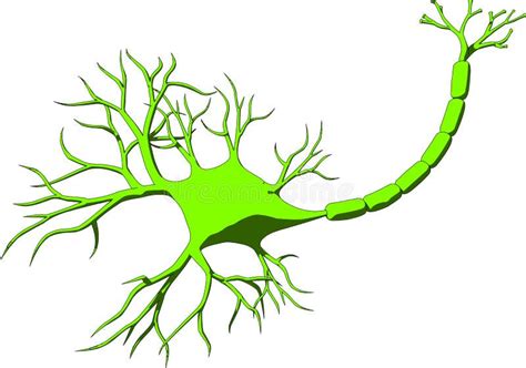Nerve Cell Royalty Free Stock Image Image