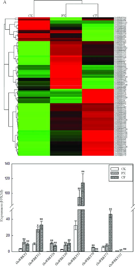 Rnaseq Analysis Identifies Gene Expression Profile