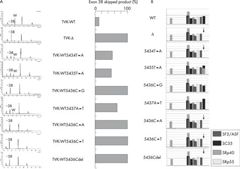 Splicing Enhancer A Semiquantitative Measurement Of In Vivo Splicing