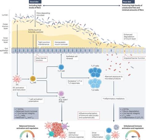 M Jamil Phd On Linkedin Towards Modulating The Gut Microbiota To