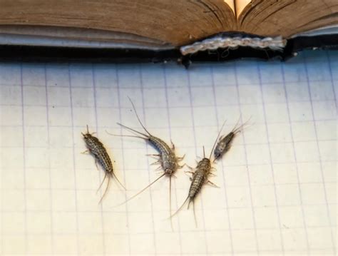 Do Silverfish Bite 8 Tips For Getting Rid Of Silverfish In Hollywood Fl