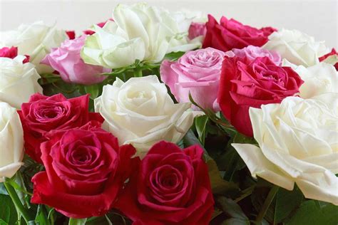 Roses