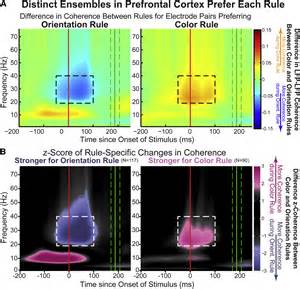 synchronous oscillatory neural ensembles for rules in the prefrontal