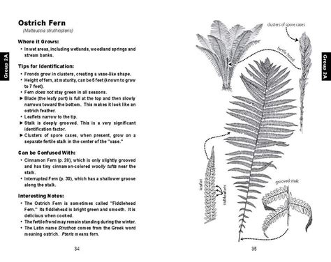 Identifying Ferns The Easy Way Pocket Guide To Common Ferns Of The