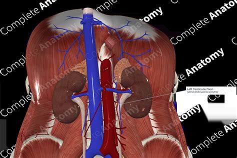 Left Testicular Vein Complete Anatomy