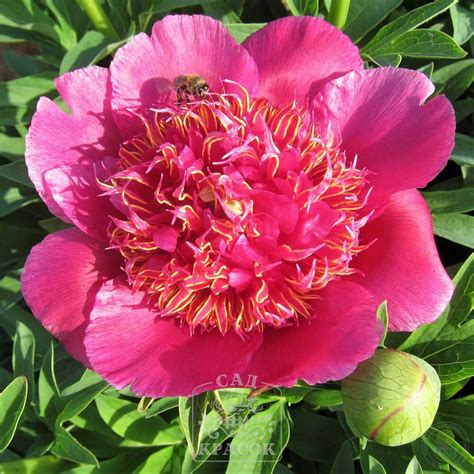 ANEMONAEFLORA - Сад Красок