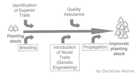 Conceptual Production Of Superior Tree Germplasm Via Genetic