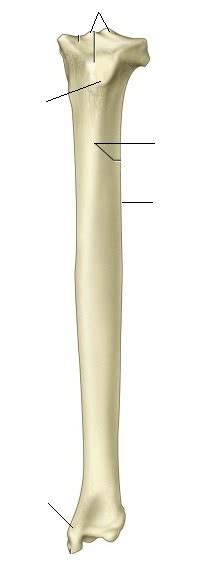 Diagram Of Bony Features Of The Tibia Anterior Quizlet