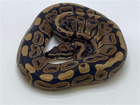 Spotnose Ball Python By Serpentine Exotics Morphmarket