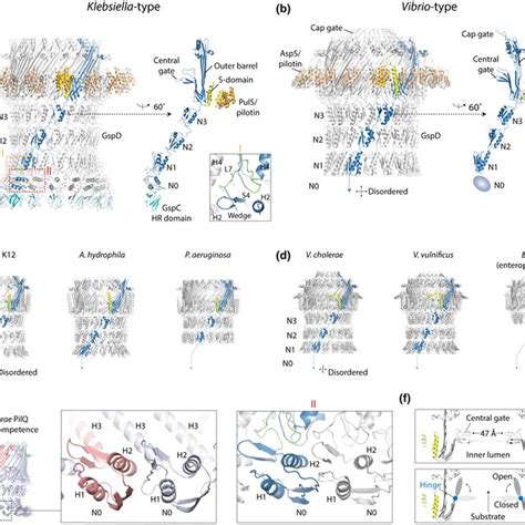 Type Ii Secretion System Outer Membrane Complex A Structure Of A Download Scientific Diagram