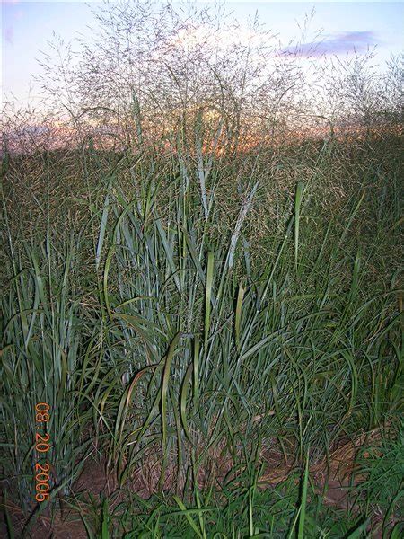 Switchgrass