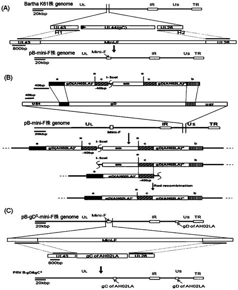 Pseudorabies Virus Gene Engineering Attenuated Vaccine Strain And