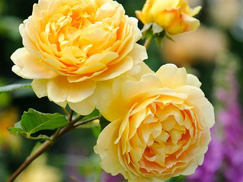 History The Rose Society Of NSW NSW Rose Society