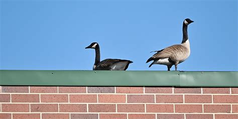 Learn How New Bird Deterrence Technology Like Automated Lasers Help