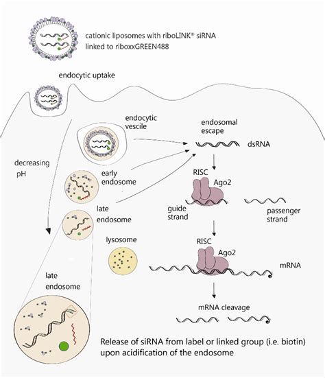 Riboxx Rna Technologies Reversible Linker For Sirnamirna