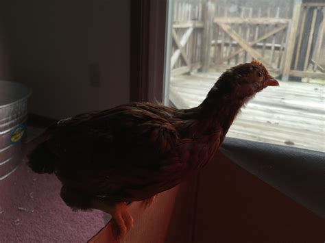 Production Red Sexing Help BackYard Chickens Learn How To Raise Chickens