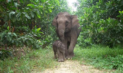 Sumatran Elephant