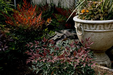 Gothic Garden Black Ideas For Growing A Goth Garden Proven Winners