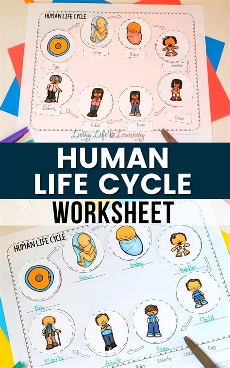Discover The Stages Of Life With A Human Life Cycle Worksheet