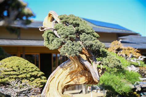 Bonsai Portal — Deeper Japan