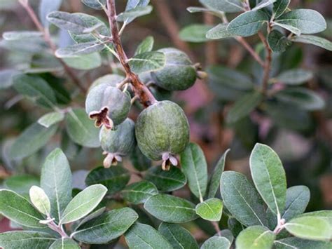 26 Types Of Guava From Common To Rare Tropical Finds