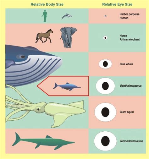 Colossal Squid Eye Size Comparison