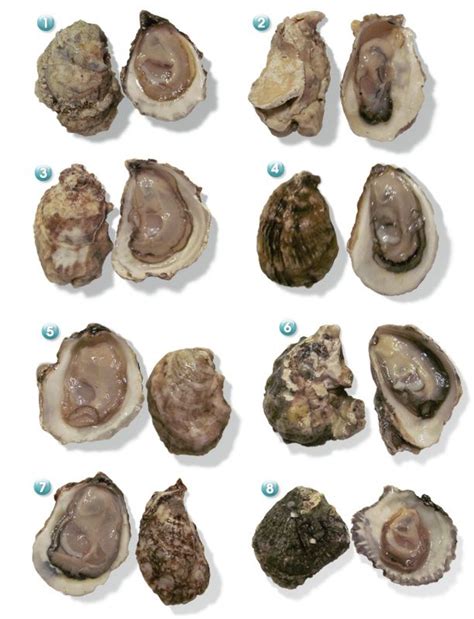 Most Popular Types Of Oysters At Reynaldo Leahy Blog
