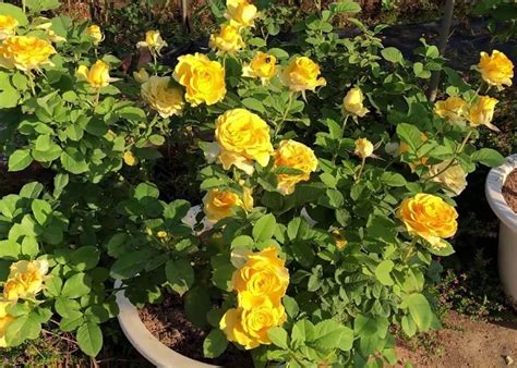 Cây Hoa Hồng Ngoại Shell Vàng