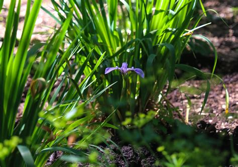 Gotham Park 🌿 Native Plant Spotlight Iris Versicolor 🌿