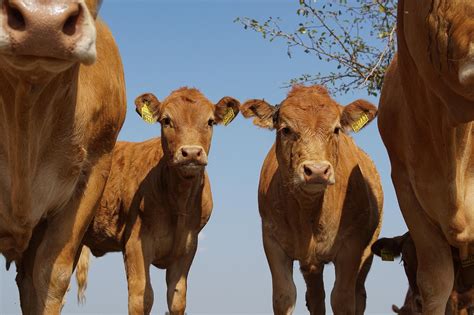 Limousin Bovine Pasture Free Photo On Pixabay Pixabay