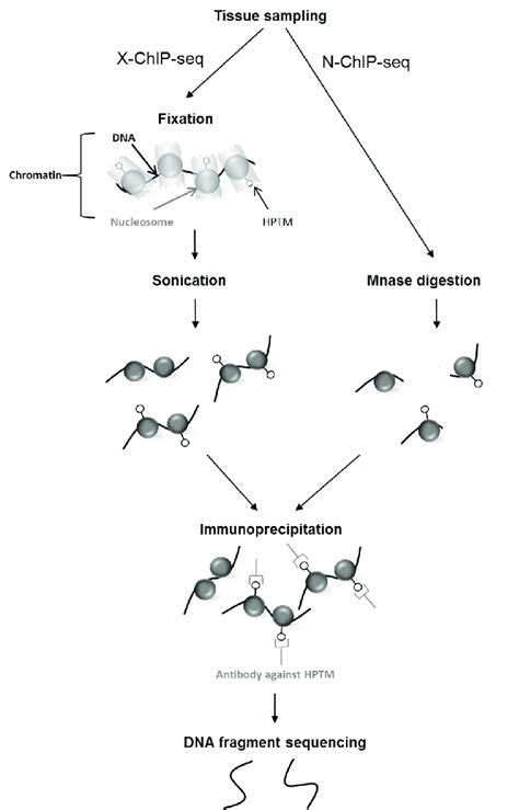 Chromatin Immunoprecipitation