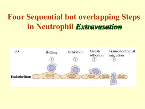Ppt Chapter 14 Cell Mediated Effector Responses Powerpoint