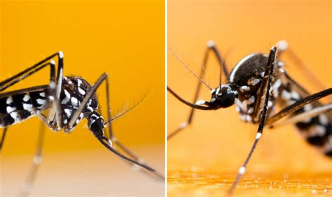Why Michigan Is Concerned About The Asian Tiger Mosquito Invasion