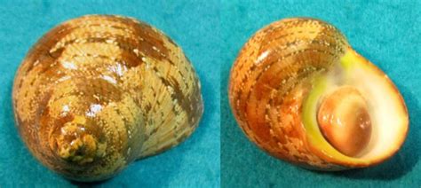 Turbo Petholatus 3326421