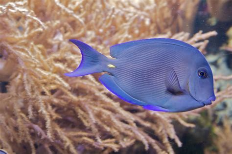 Atlantic Blue Tang - Bilscreen