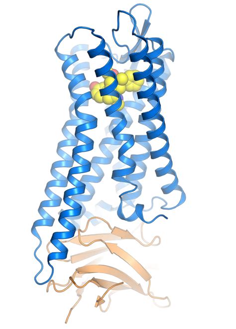 Research Manglik Lab Ucsf