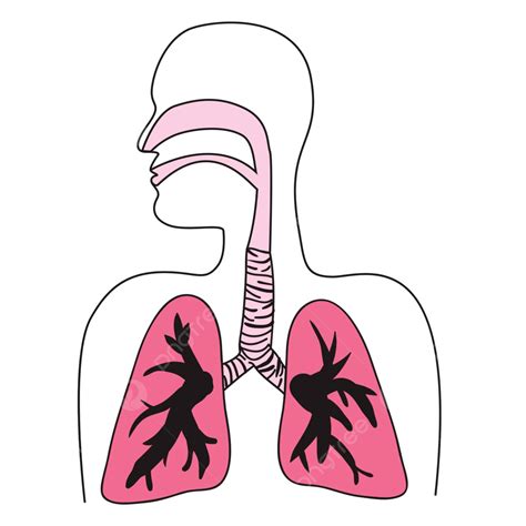 Diagrama Del Sistema Respiratorio Humano Vector Biología Bronquial Foto