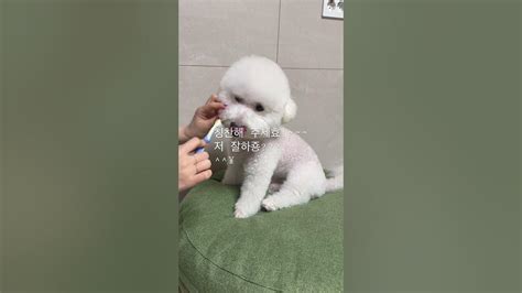 치카와 희동군 Youtube