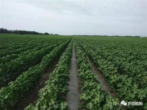棉花现蕾期不旱不滴水，旱象如何判断呢？受旱果枝旱象新浪新闻