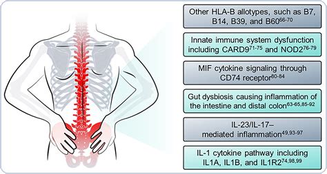 Human Leukocyte Antigen B27‐Negative Axial Spondyloarthritis: What Do ...
