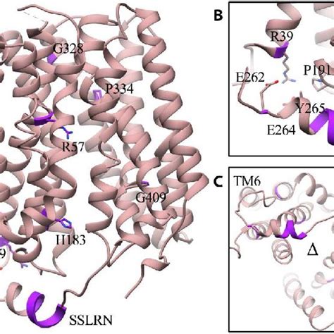 Pathogenic Mutations Mapped Onto Sialin A Nine Residues Purple